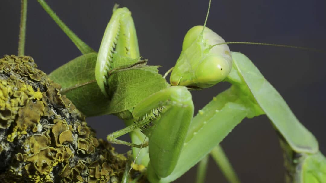 The Deadly Courtship: Why Female Praying Mantises Eat Their Mates ...