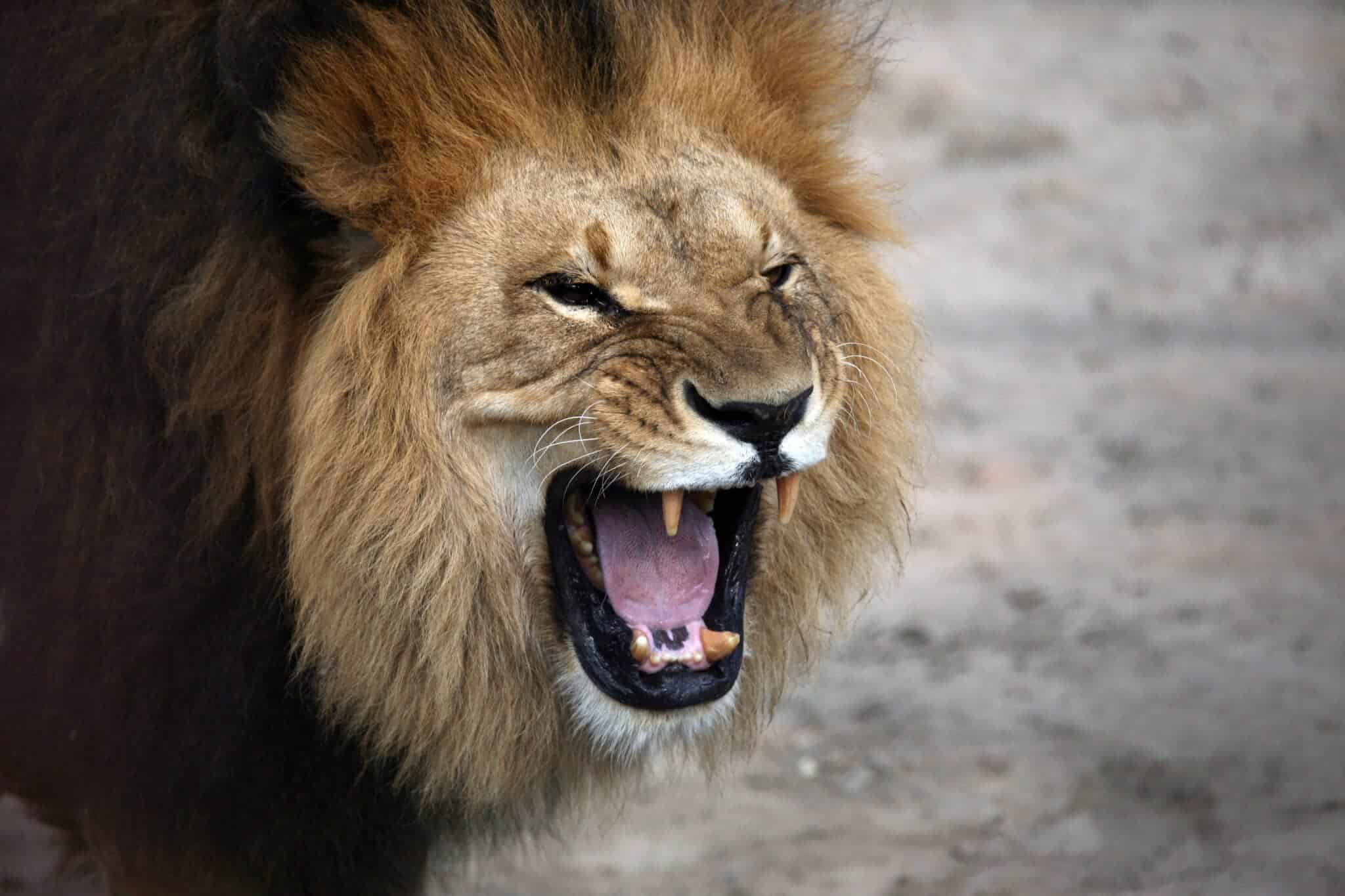 Cecil the Lion: A Death That Changed Conservation - Animals Around The ...