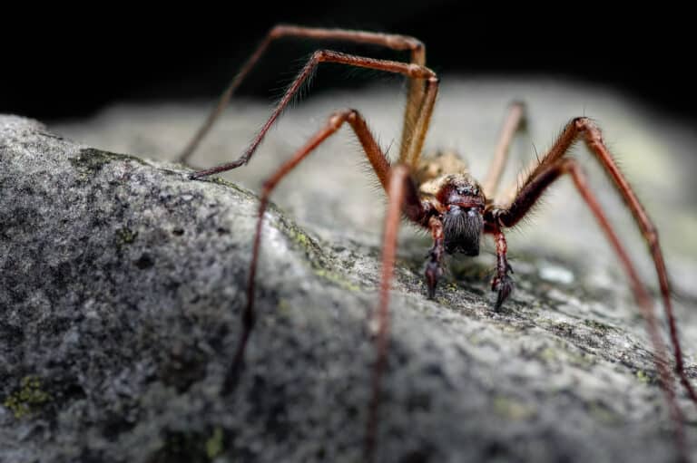 Washington's Giant House Spiders - Animals Around The Globe