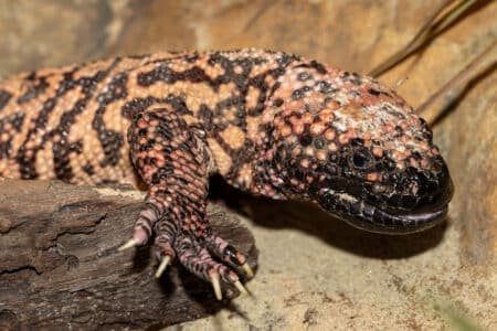 Meet the Arizona Gila Monster – The Most Venomous Lizard in the US