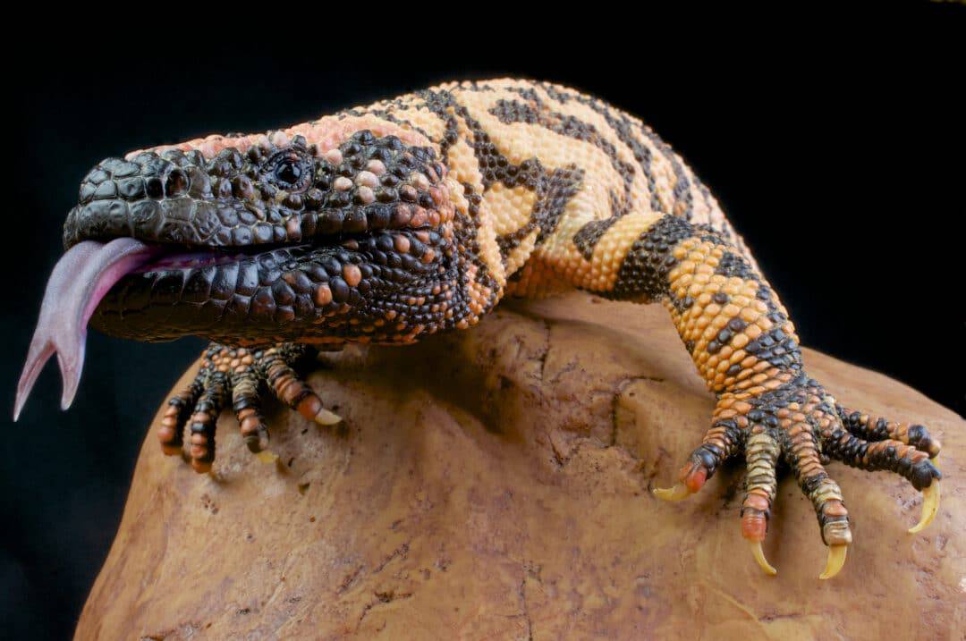 Meet the Arizona Gila Monster – The Most Venomous Lizard in the US
