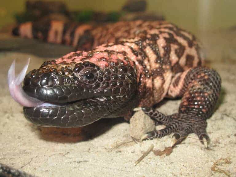 Gila Monsters Losing Ground in the American Southwest - Animals Around ...