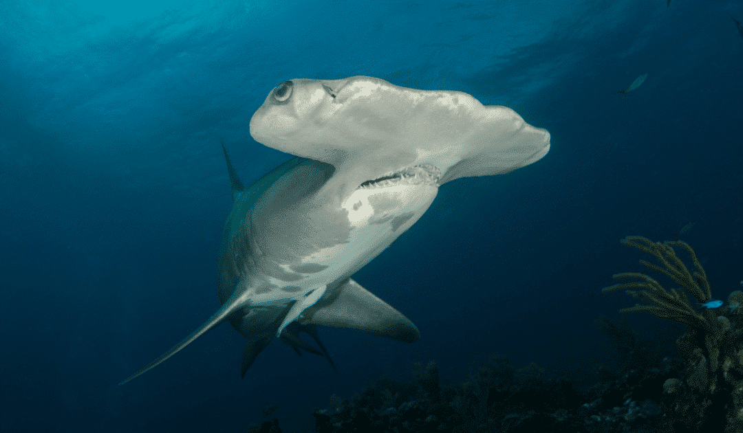 Hammerhead Sharks Use Their Unusual Heads to Hunt - Animals Around The ...