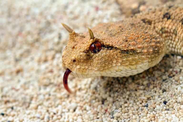 The Spider-Tailed Horned Viper Snake Bite - Animals Around The Globe