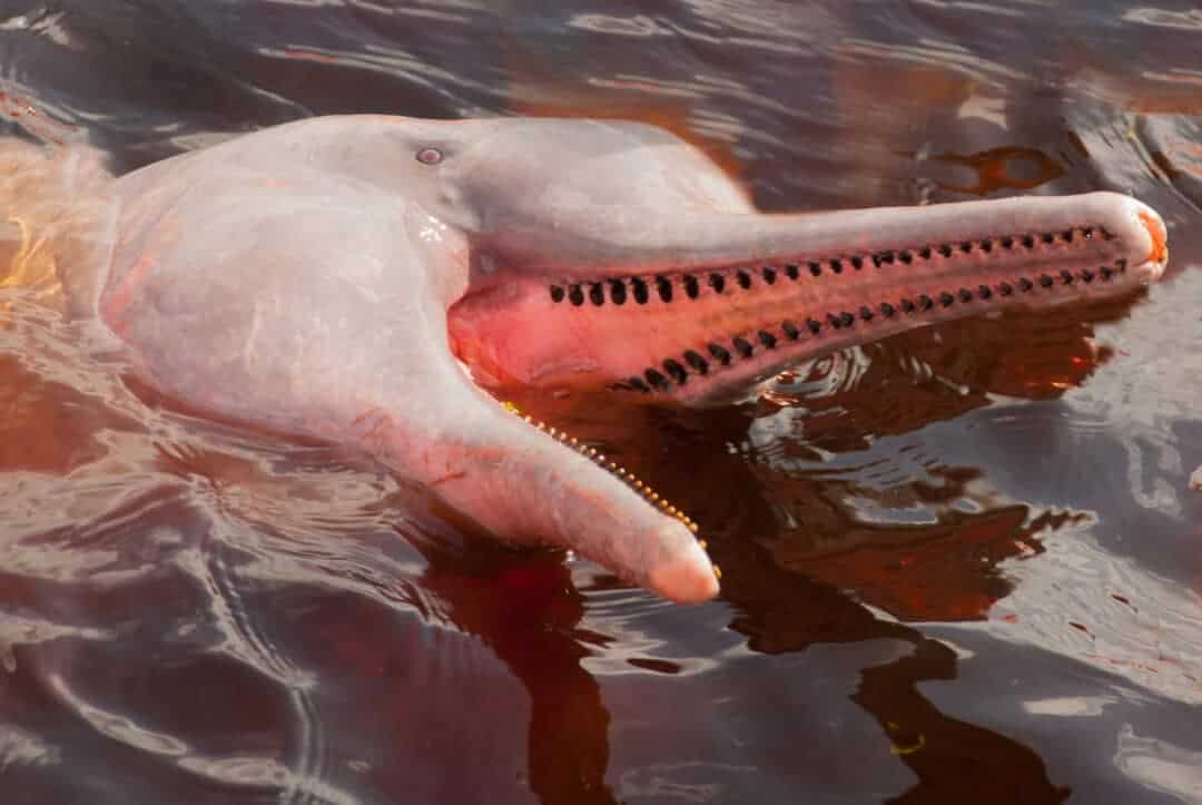 Top 10 Most Lovable Pink Animals - Animals Around The Globe