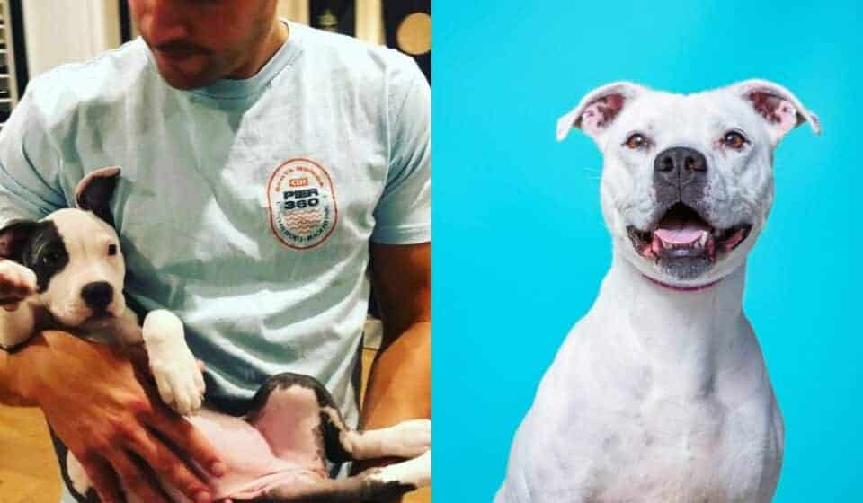 The Ultimate List of the Cast of Barbie's Pets - Animals Around The Globe