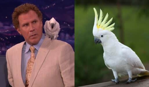 The Ultimate List of the Cast of Barbie's Pets - Animals Around The Globe