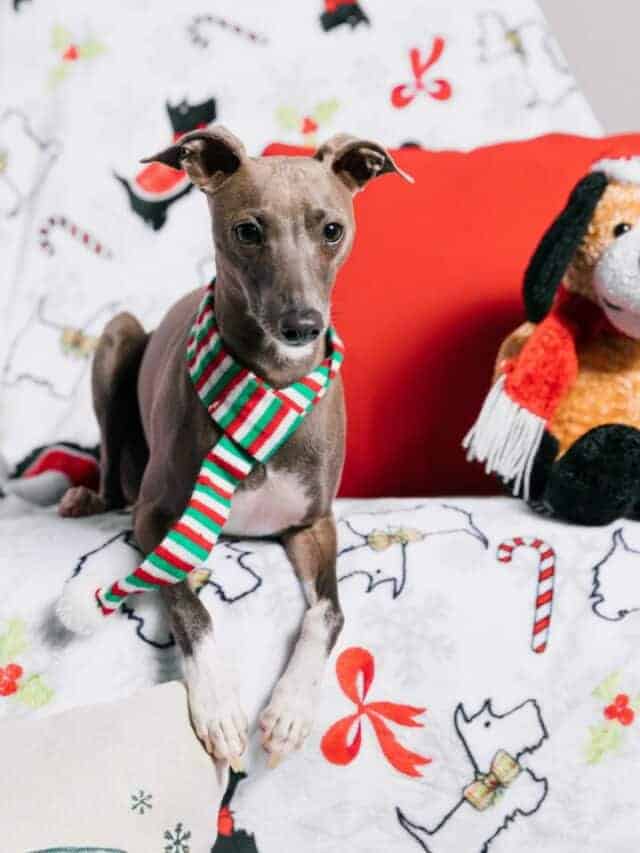 Der American Hairless Terrier und seine einzigartigen Eigenschaften ...
