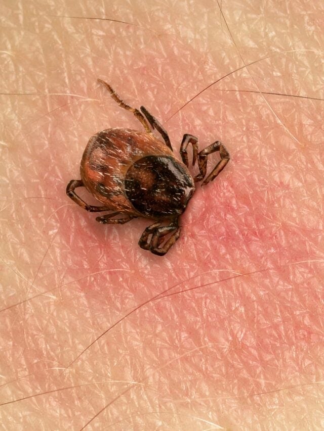 Tiques et maladie de Lyme - Les animaux du monde entier