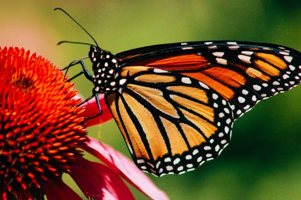 The Incredible Migration of Monarch Butterflies