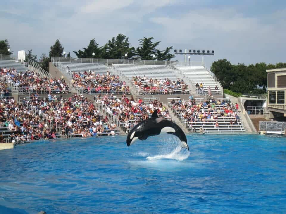 The World's Loneliest Orca Caught Staring at Tank Gate for 24-hours ...