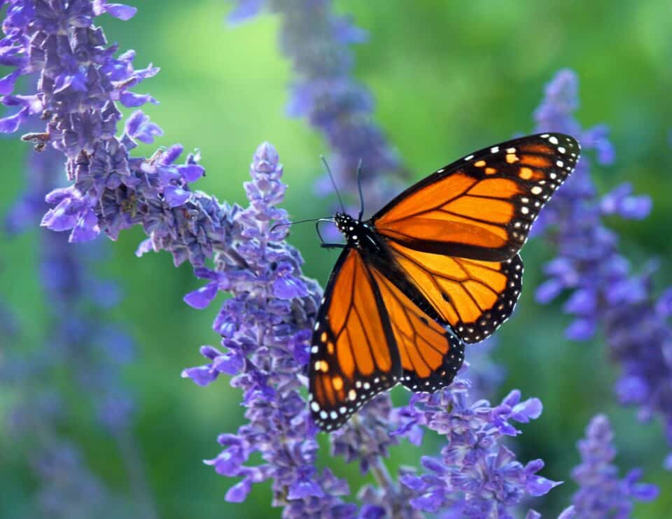 The Incredible Migration of Monarch Butterflies
