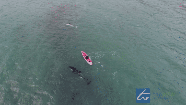 Kayaker Bonds with Benevolent Orca - Animals Around The Globe