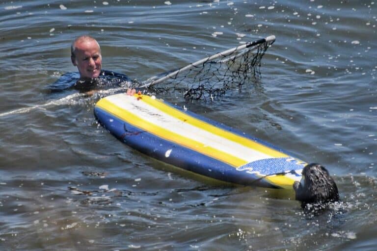Expert Escape Artist Otter Continues to Bite Surfboards in Santa Cruz ...