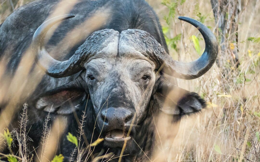 Watch: Buffalo Saves Buffalo From Lion - Animals Around The Globe