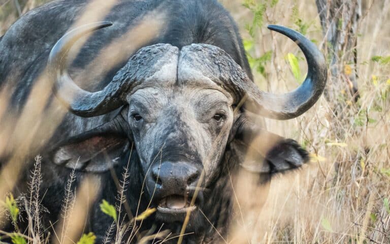 Watch: Buffalo Saves Buffalo From Lion - Animals Around The Globe