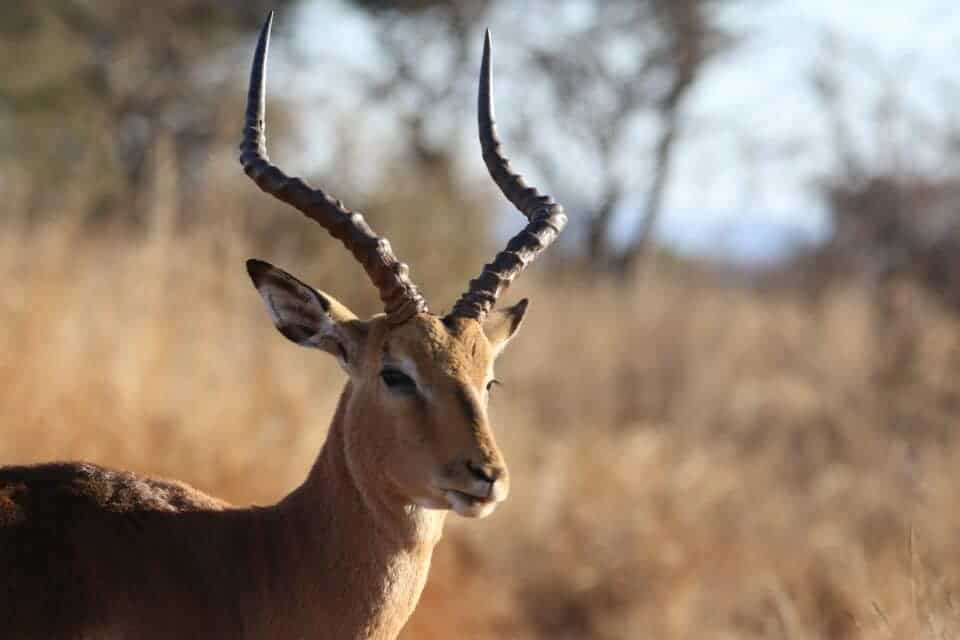 Top 10 Animals and Wildlife in the Serengeti - Animals Around The Globe