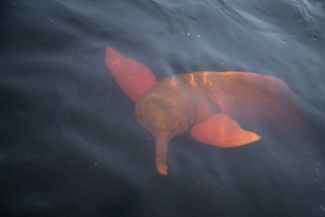 The Mystery of the Pink Dolphin Spotted in the Mississippi - Animals ...