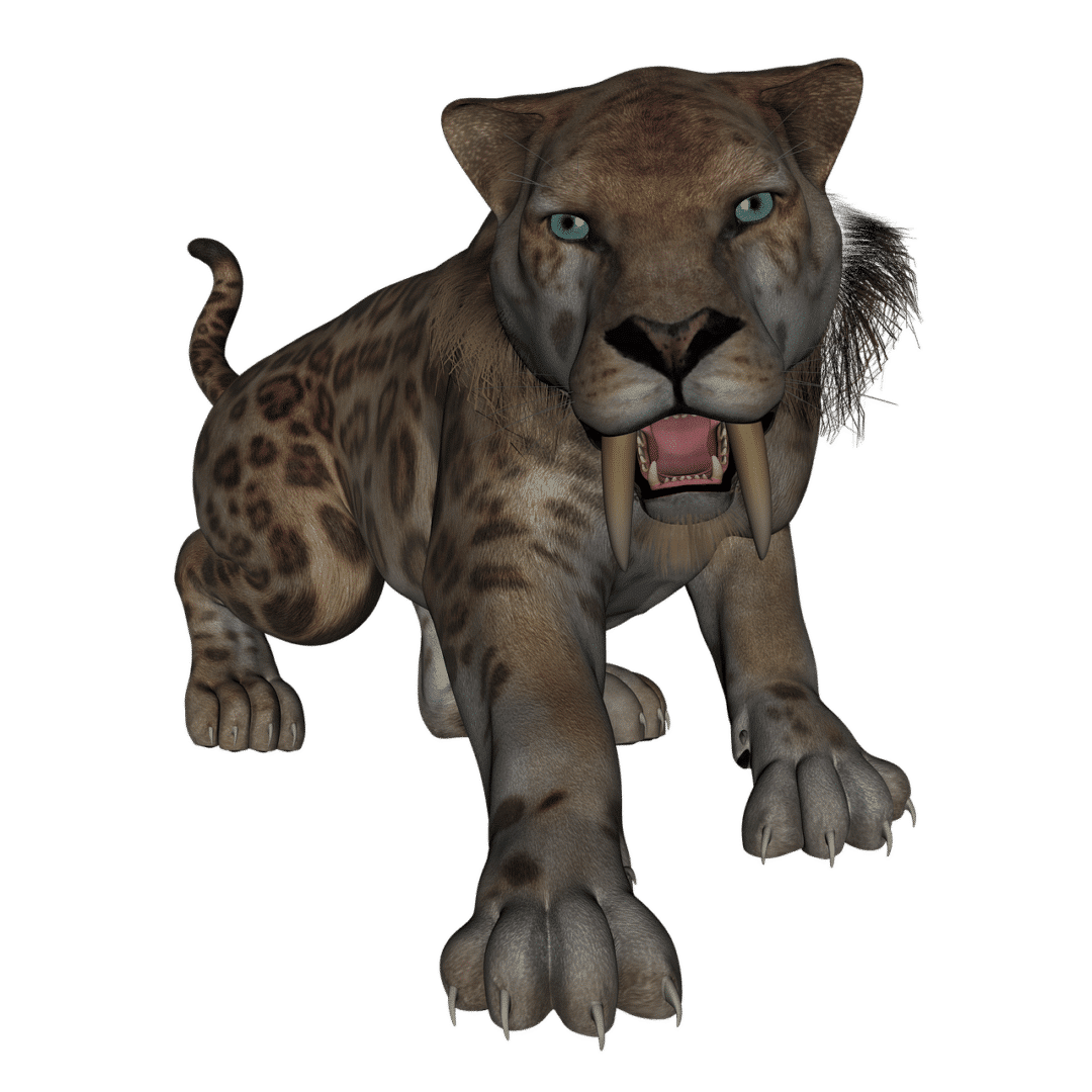 Discover The Largest Saber-Toothed Tiger - Animals Around The Globe