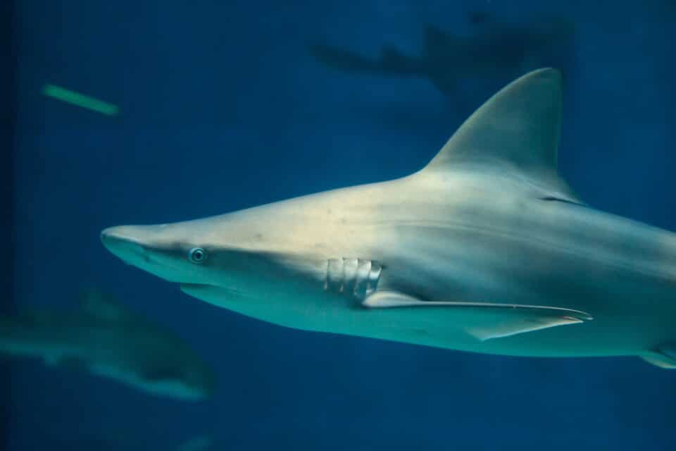 14 Shark Species That Patrol U.S. Waters - Animals Around The Globe