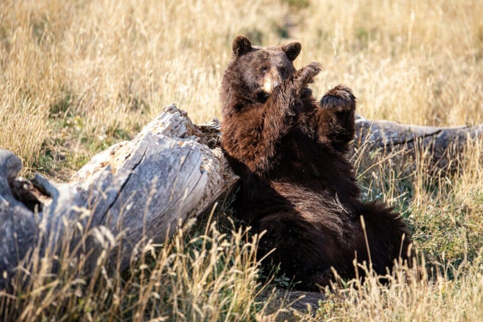 Bear Sightings in Yosemite - Animals Around The Globe
