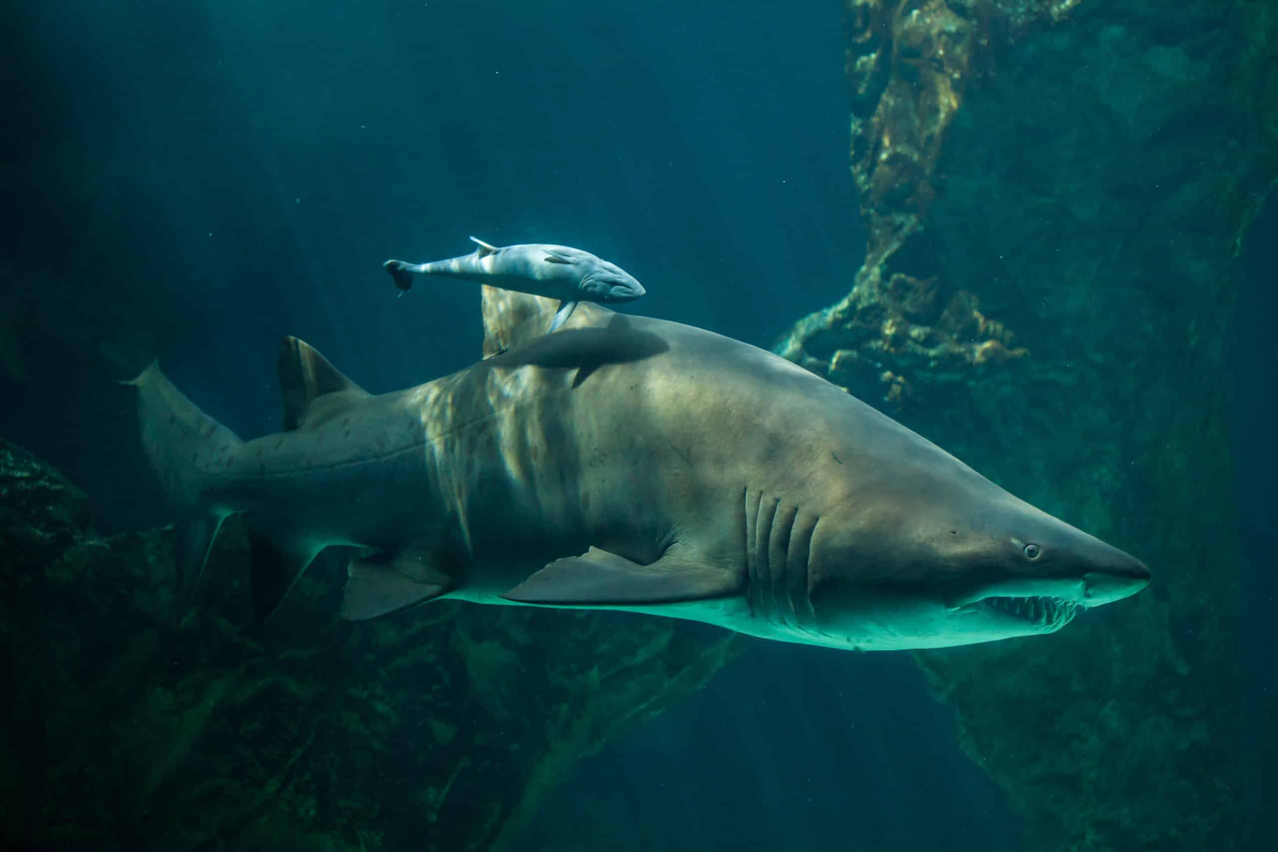 The Sharks That Happily Swim in North Carolina - Animals Around The Globe