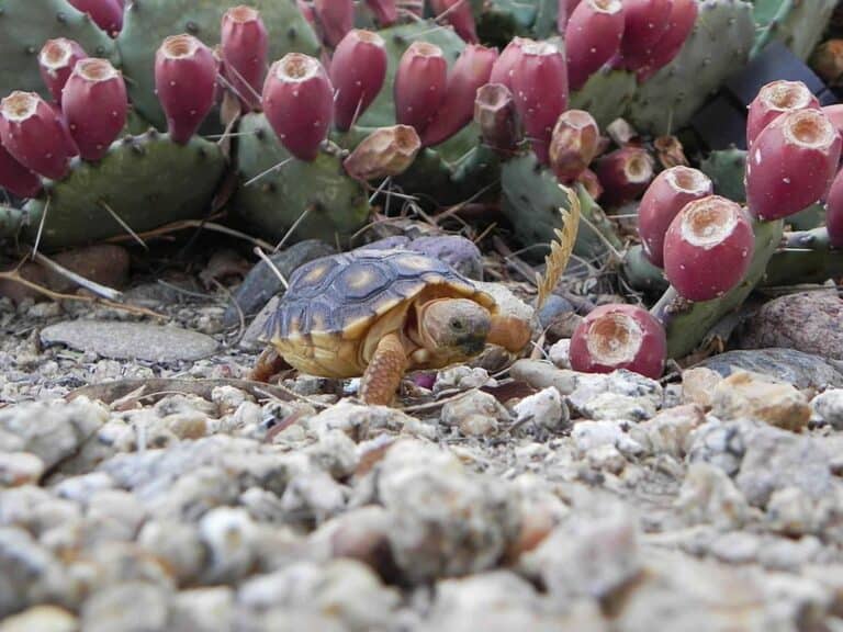 The 13 Longest-Living Animals and How They Defy Aging - Animals Around ...