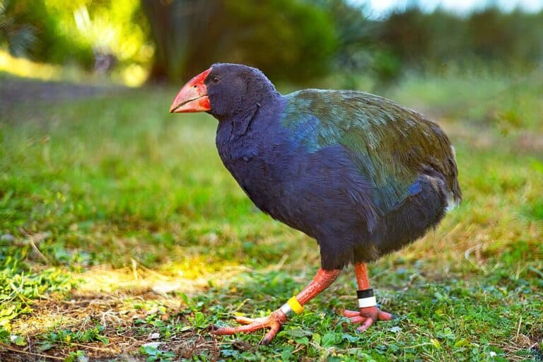 Extinct Takahē Bird Returns - Animals Around The Globe
