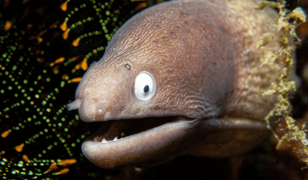 How the Moray Eel Hunts With a Second Set of Jaws - Animals Around The ...