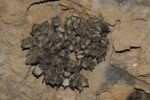 A New Species of Bat Was Just Found in Arizona