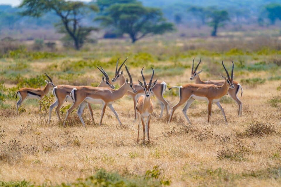 The Top 10 Grassland Animals - Animals Around The Globe
