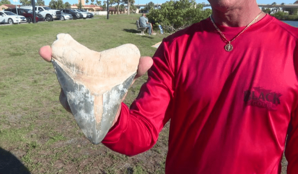 The Oldest Shark Fossil Ever Found in North America
