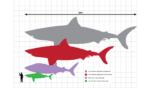 The Mighty Megalodon: An Ancient Shark That Ruled the Oceans - Animals ...