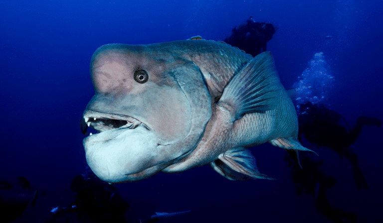 The Fish With Teeth Like a Human