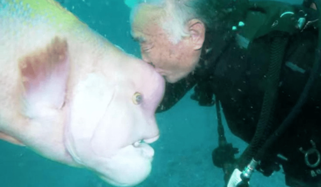 The Fish With Teeth Like a Human