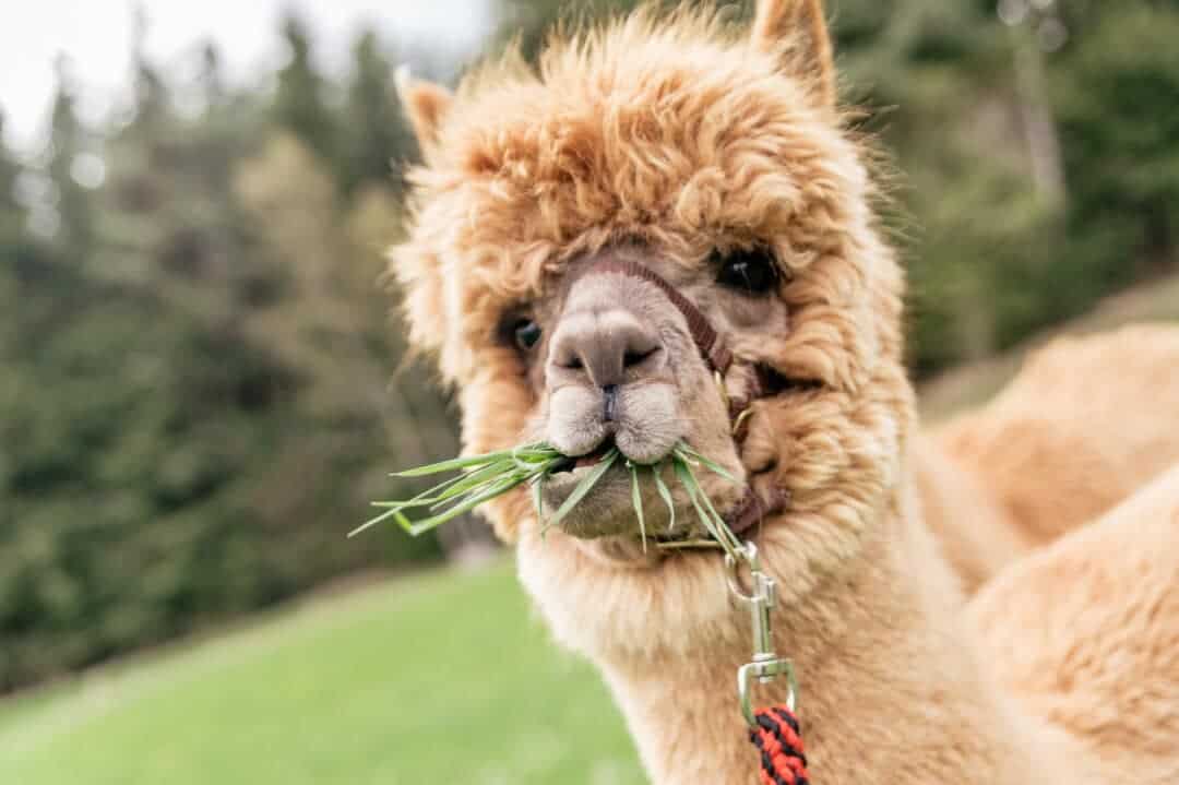 Horfðu á An Alpaca Have A Neezing Fit - Animals Around The Globe