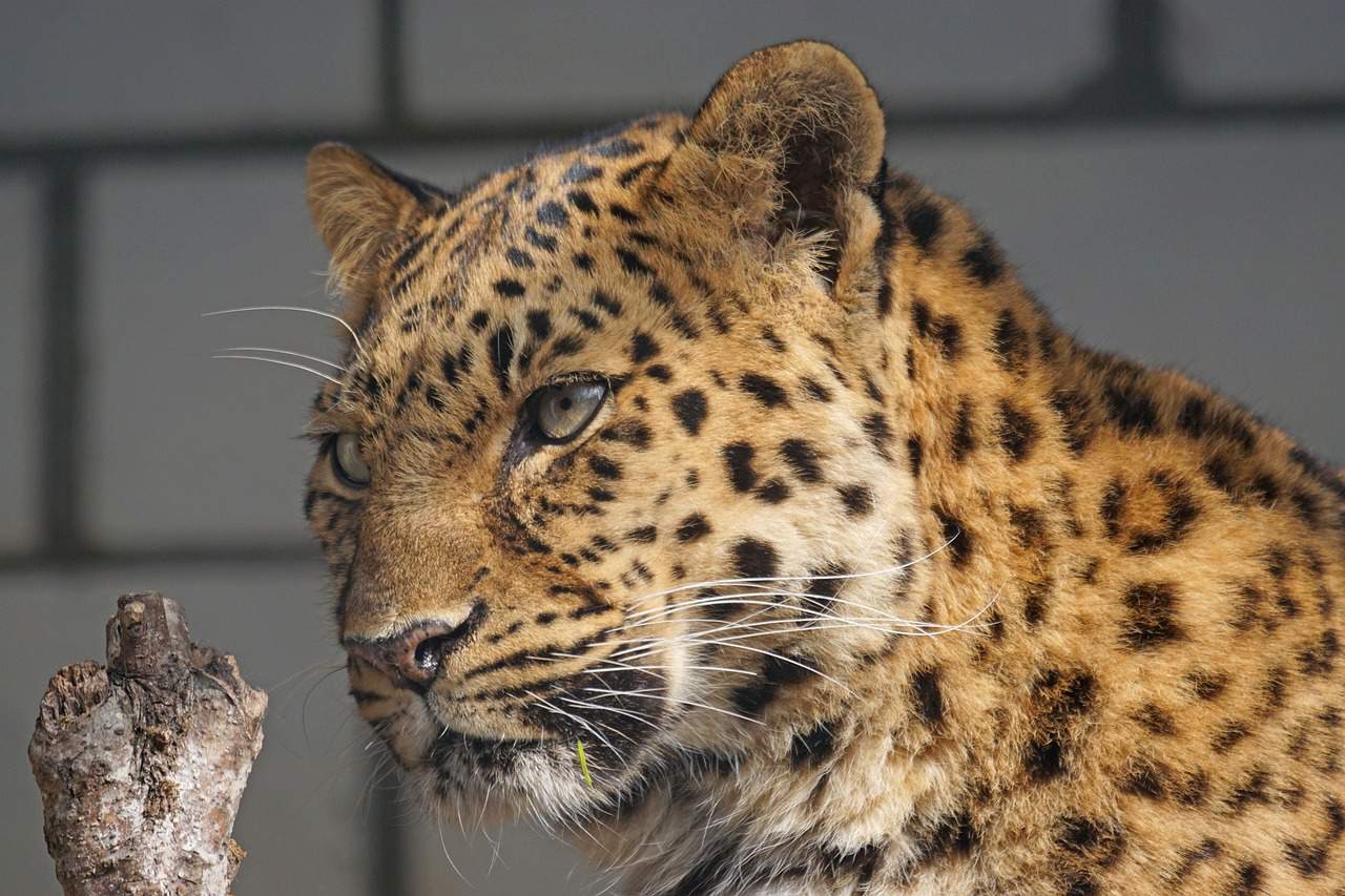 Is There Hope for the Critically Endangered Amur Leopard?
