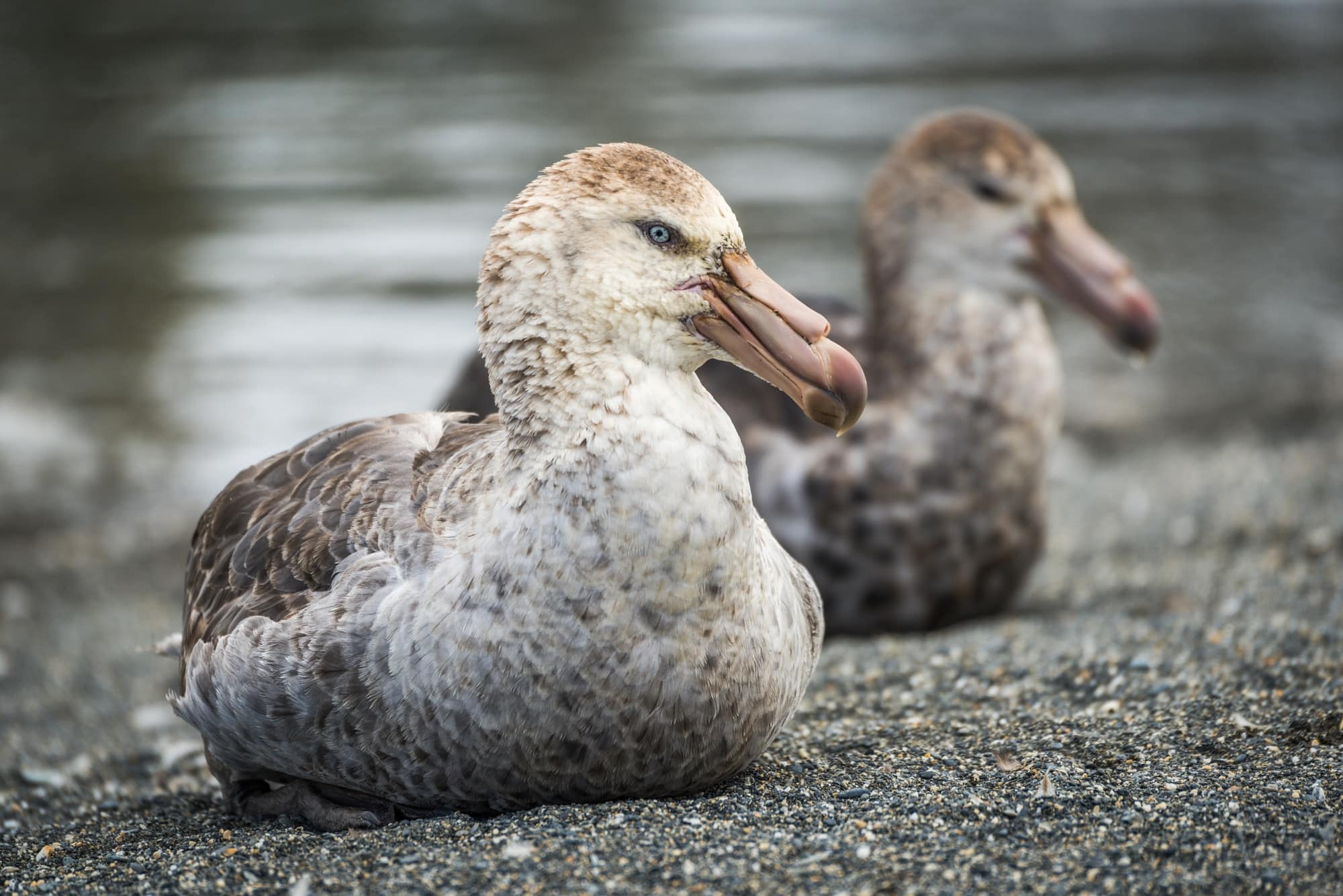Giant Petrels Gang Up On King Penguin and Eat It Alive - Animals Around ...