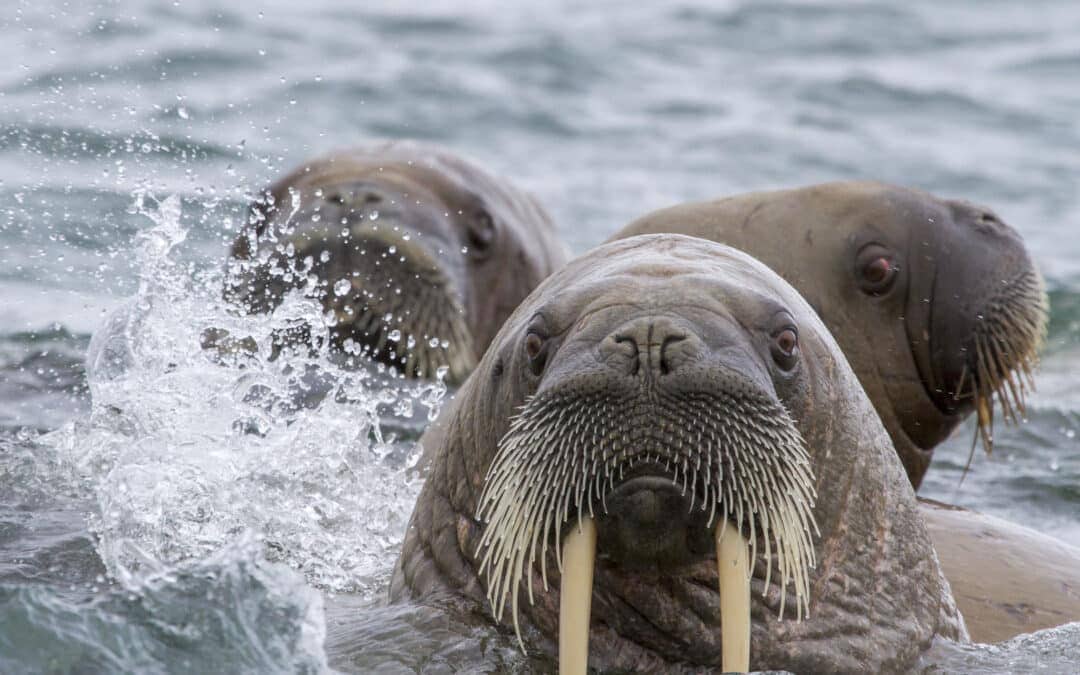 11 Mammals That Live in Water - Animals Around The Globe