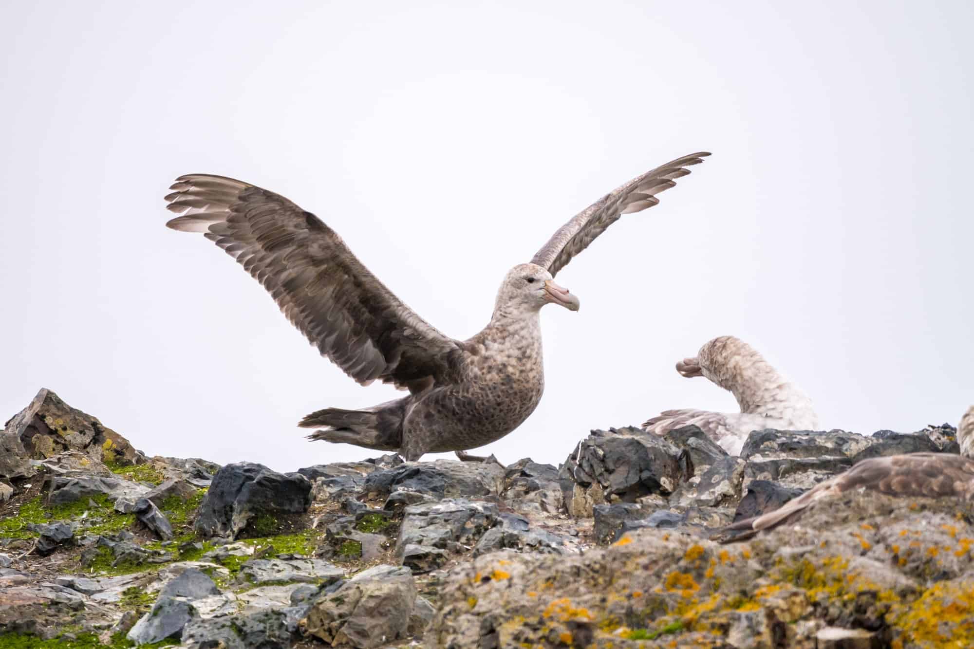 Giant Petrels Gang Up On King Penguin and Eat It Alive - Animals Around ...