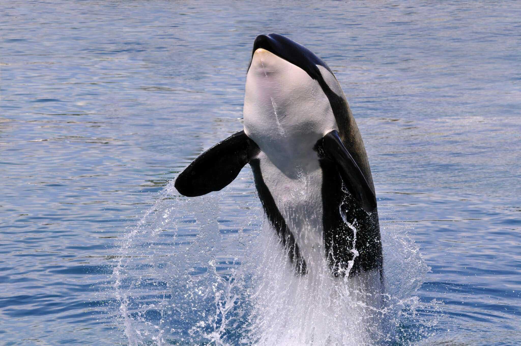 Rare Footage Of Humpback Whales Attempt To Disrupt A Killer Whale Hunt ...