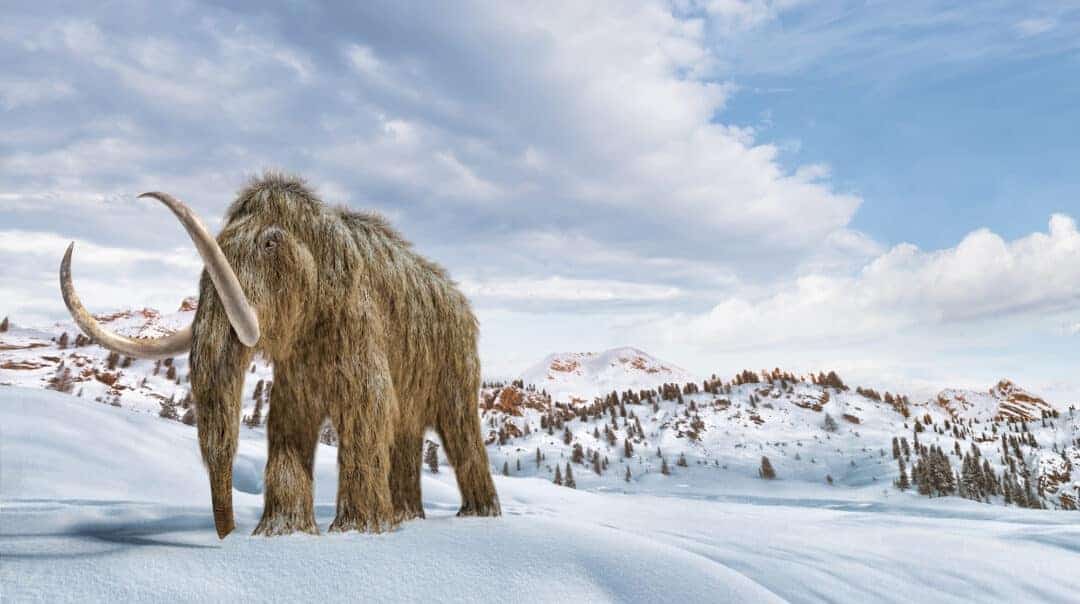 The Legendary Woolly Mammoth: A Giant of the Ice Age - Animals Around ...