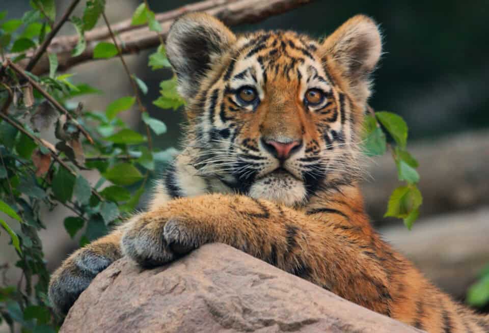 Dog Raises 3 Cute Tiger Cubs