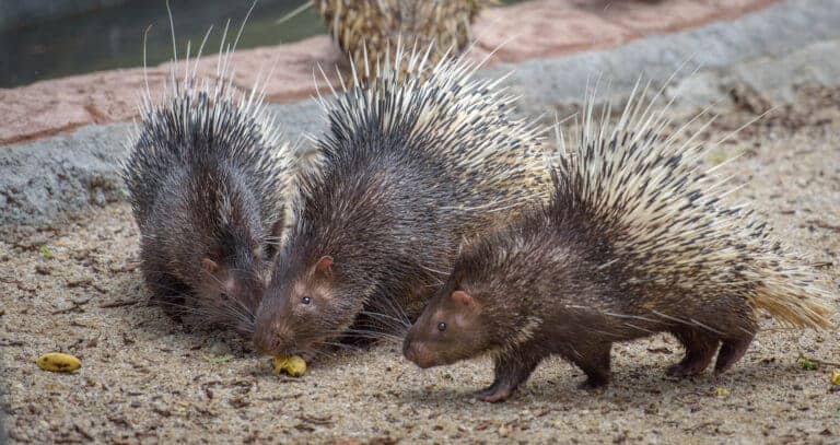 Can Porcupines Actually Shoot Their Quills? The Answer Might Not Be ...