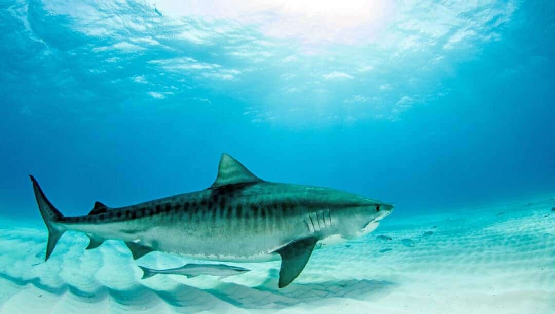 How Tiger Sharks Got Their Reputation as Ocean Scavengers - Animals ...