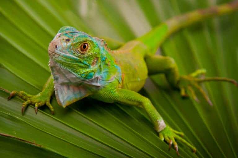 Top 10 Coolest Lizards in the World
