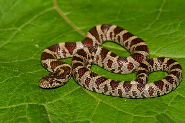 15 Common Myths About U.S. Snakes Debunked - Animals Around The Globe