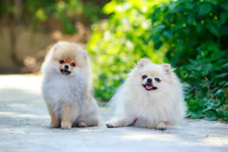 Unbelievably Fast Pomeranian Running on Two Legs and Creates a Record ...