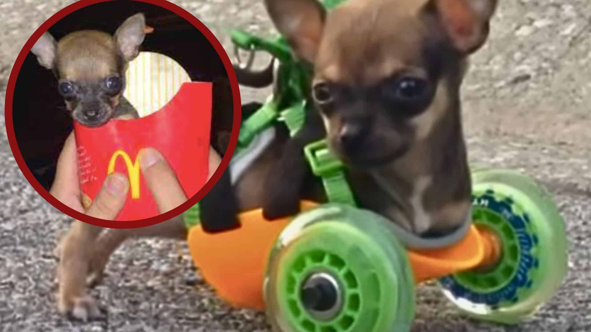 10 Legged Dog