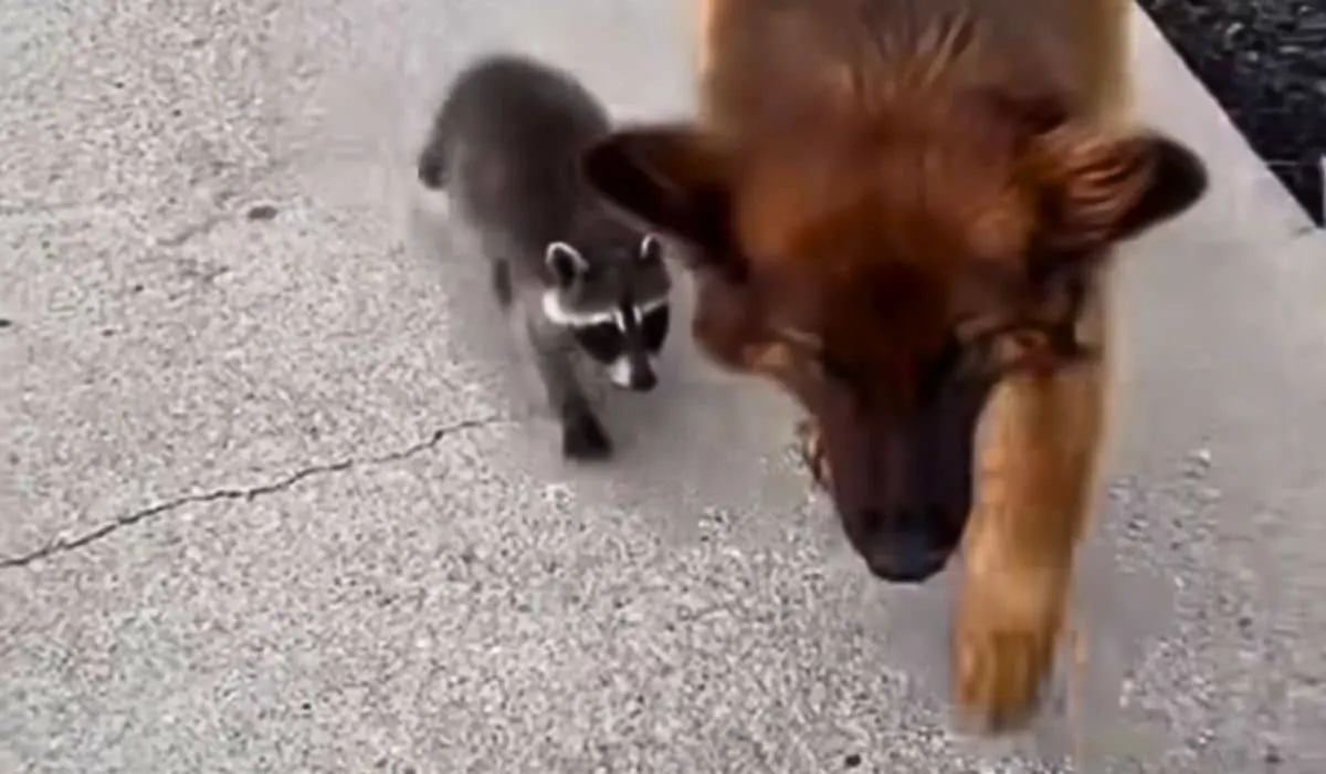 Dog Brings Home New Raccoon Bestie - Animals Around The Globe Dog Brings Home New Raccoon Bestie - Animals Around The Globe
